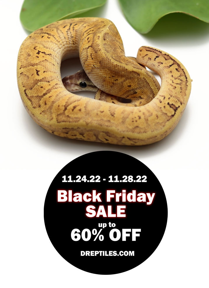 Super Blast Ball Python by Dynasty Reptiles - MorphMarket