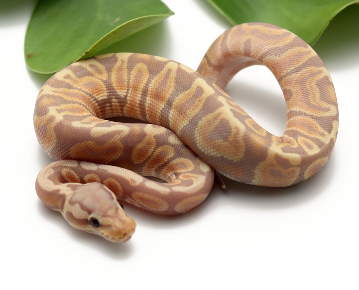 Banana GHI Pastel Ball Python by Dynasty Reptiles - MorphMarket