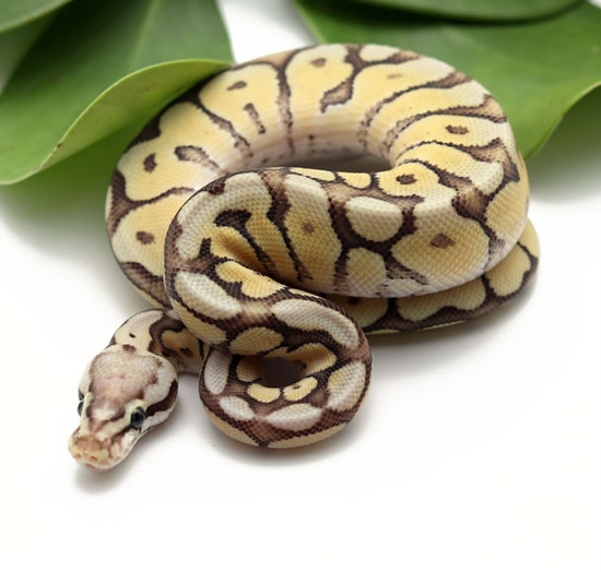 Pastave Bee Poss Het Sunset Ball Python by Dynasty Reptiles