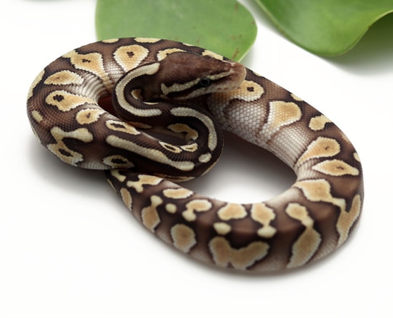Raven Pastel Butter Ball Python by Dynasty Reptiles