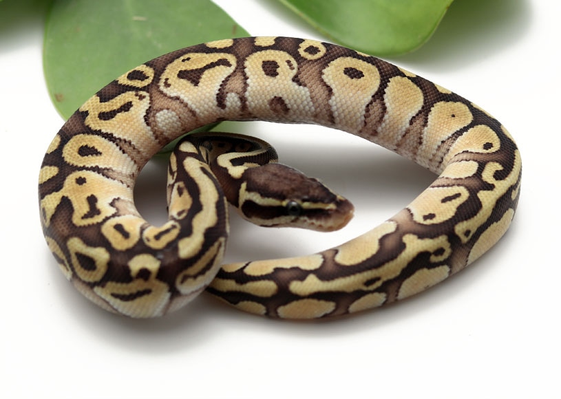 Pastel Butter Ball Python by Dynasty Reptiles - MorphMarket