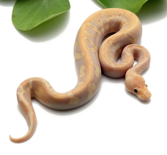 Banana GHI Champagne Leopard Or Enchi Ball Python by Dynasty Reptiles