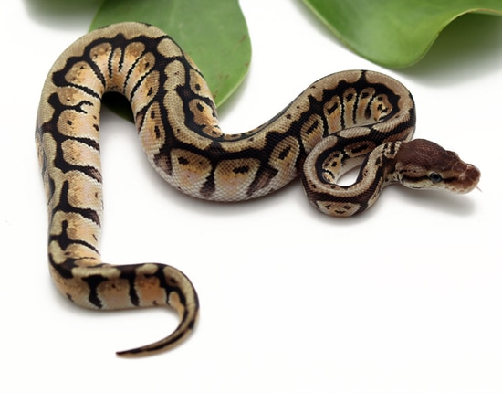 HGW Pastel Ball Python by Dynasty Reptiles