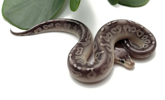 GHI Pewter Ball Python by Dynasty Reptiles