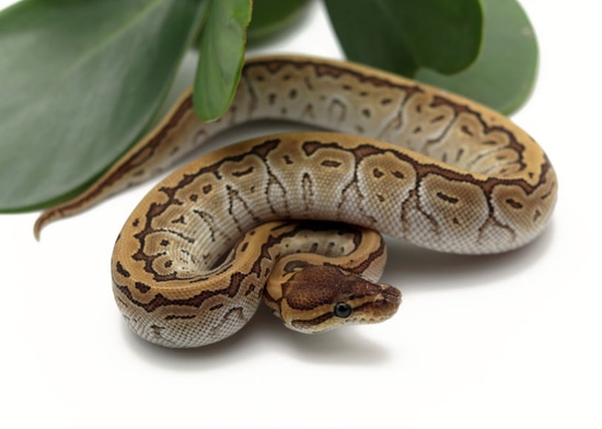 Jigsaw Ball Python by Dynasty Reptiles