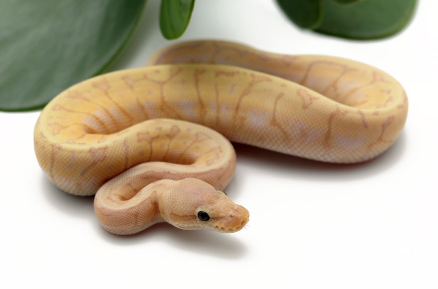 Banana Lemonblast Ball Python by Dynasty Reptiles - MorphMarket