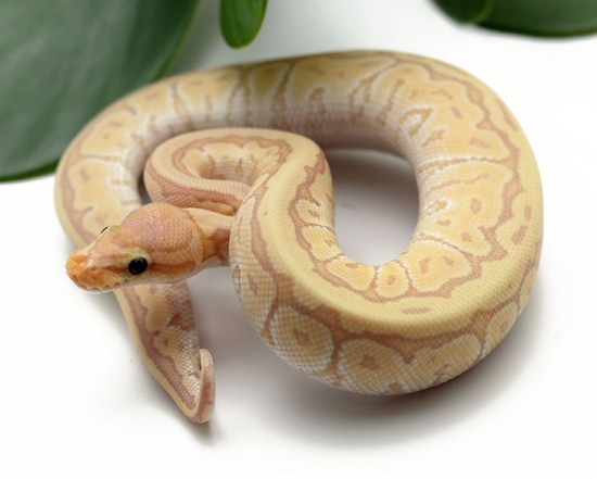 Banana Jigsaw Ball Python by Dynasty Reptiles