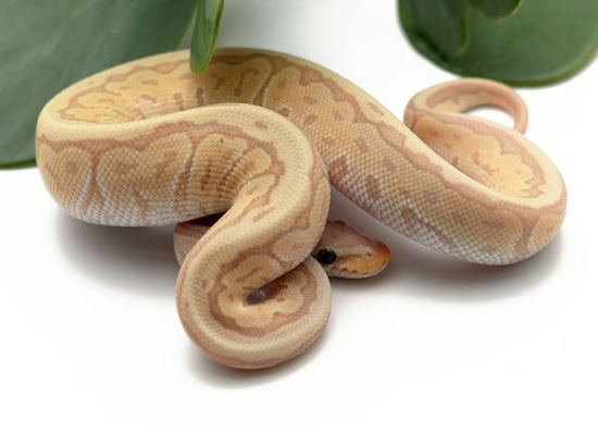 Banana Jigsaw Ball Python by Dynasty Reptiles