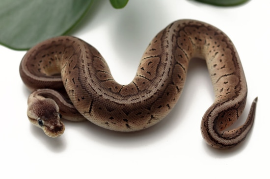 Pewter Pin Ball Python by Dynasty Reptiles