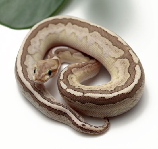 Bamboo Pewter Ball Python by Dynasty Reptiles