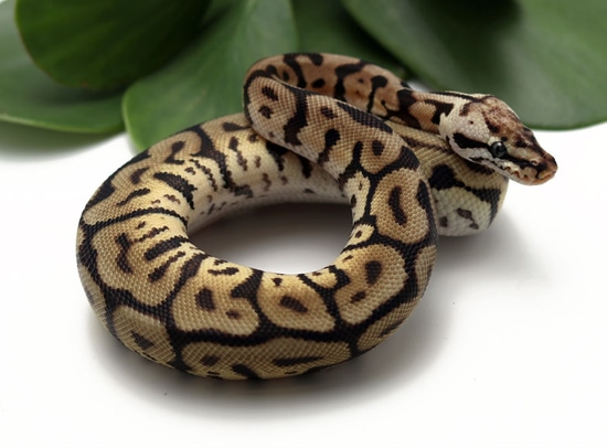 Leopard Bee Ball Python by Dynasty Reptiles
