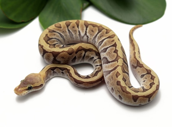 GHI HGW Moochie Pastel Ball Python by Dynasty Reptiles