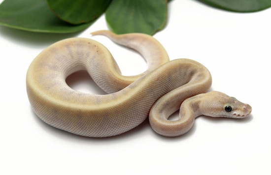 GHI HGW Super Pastel Mojave Pin Ball Python by Dynasty Reptiles