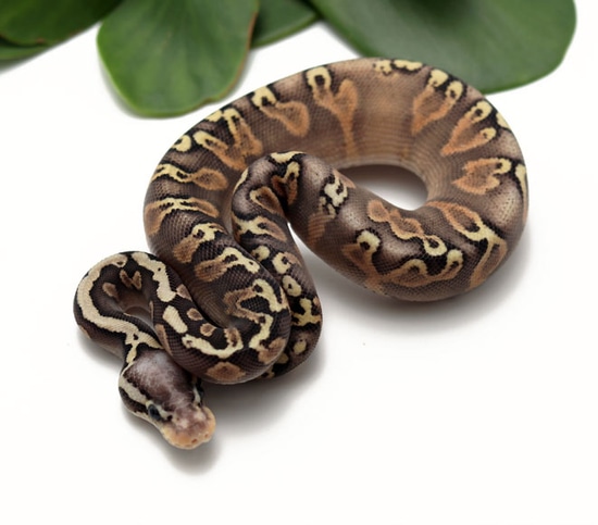 GHI Super Pastel YB Ball Python by Dynasty Reptiles