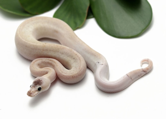 Champagne Pewter Ball Python by Dynasty Reptiles