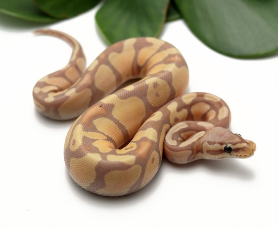 Banana Enchi Pastel Ball Python by Dynasty Reptiles