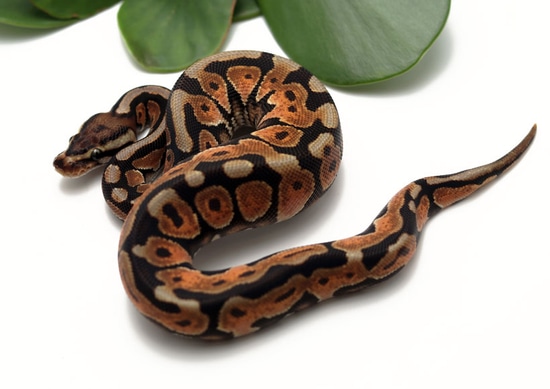 Enchi Cinnamon Spotnose Ball Python by Dynasty Reptiles