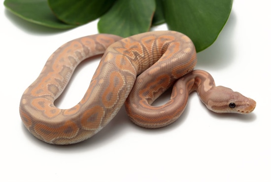 Banana Cinnamon Ball Python by Dynasty Reptiles