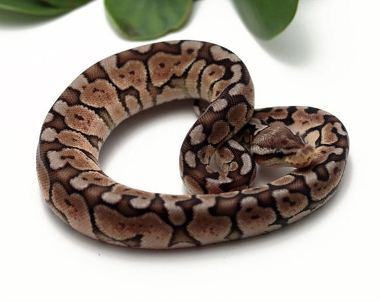 Pewter Woma Ball Python by Dynasty Reptiles