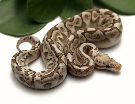 Bamboo Pastel Spotnose Ball Python by Dynasty Reptiles