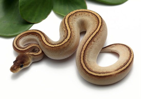Bongo Mojave Pin Ball Python by Dynasty Reptiles
