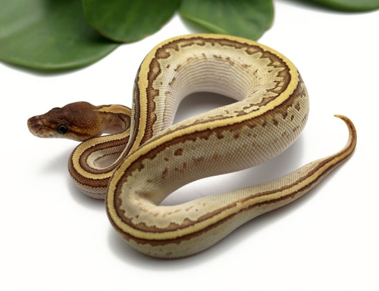 Bongo Mojave Pin Ball Python by Dynasty Reptiles