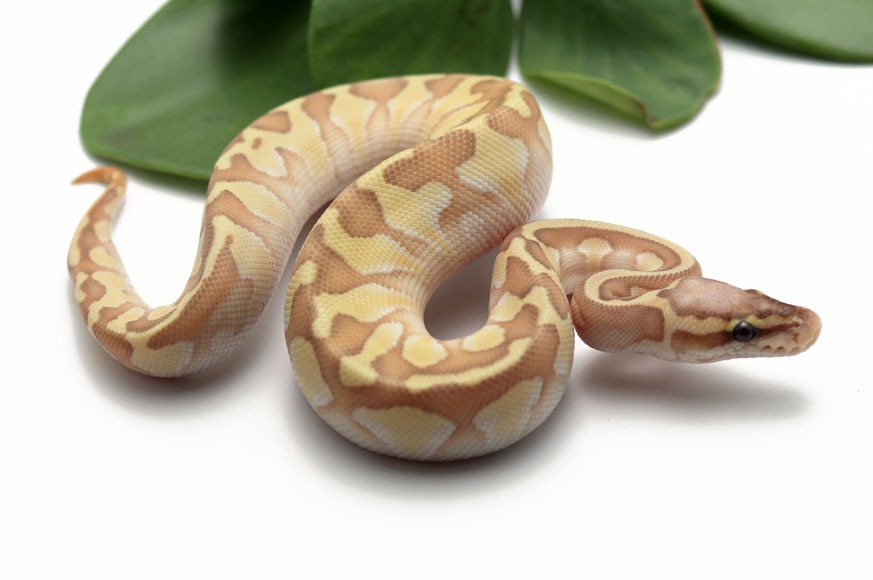 Banana Pastel Butter Enchi Ball Python by Dynasty Reptiles - MorphMarket
