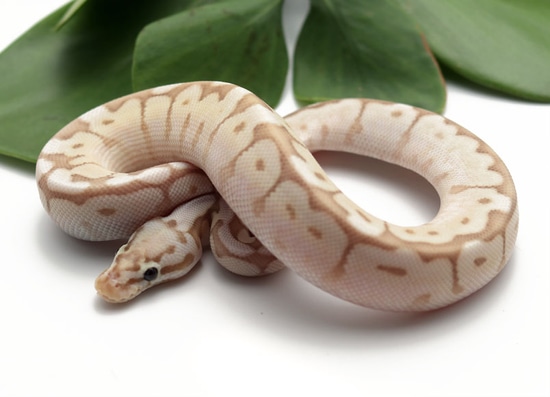 Banana Queen Bee Ball Python by Dynasty Reptiles