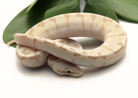 Banana Queen Bee Enchi Ball Python by Dynasty Reptiles