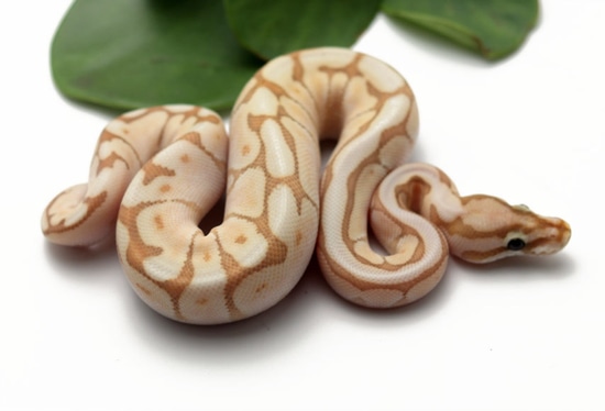 Banana Butter Bee Ball Python by Dynasty Reptiles