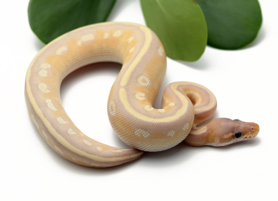Banana Bongo Mojave Ball Python by Dynasty Reptiles