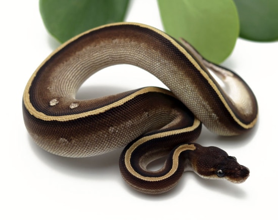 Bongo Mojave Ball Python by Dynasty Reptiles