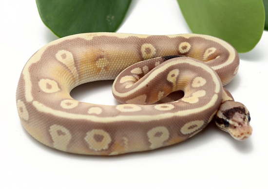 Banana Bongo Mojave Paradox Ball Python by Dynasty Reptiles