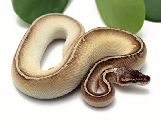 Bongo Pastave Ball Python by Dynasty Reptiles