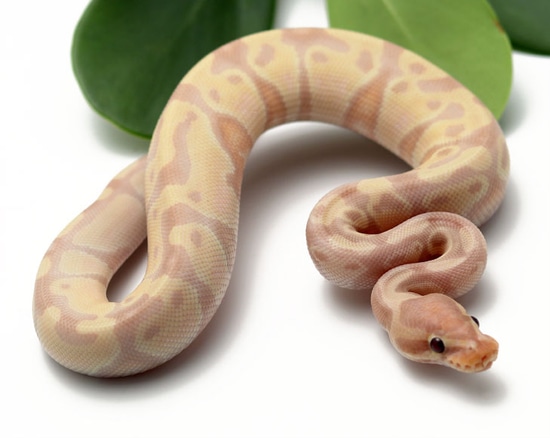 Super Banana Enchi Ball Python by Dynasty Reptiles