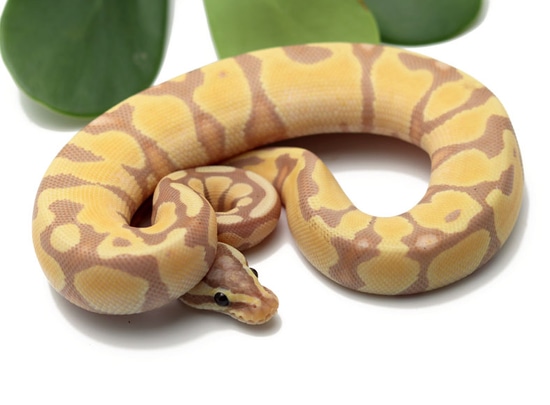 Banana Enchi Pastel Ball Python by Dynasty Reptiles