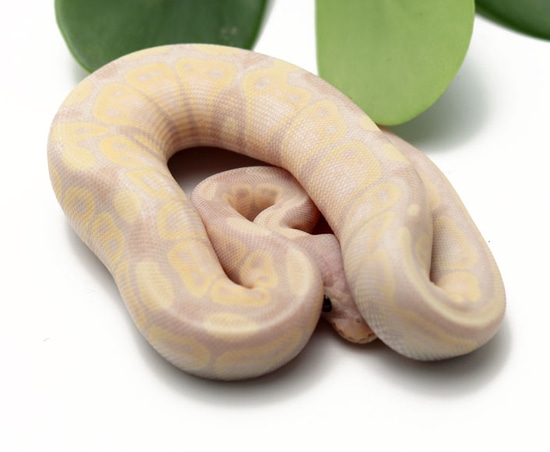 Super Banana Ball Python by Dynasty Reptiles