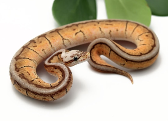 Pewter Blast Enchi Ball Python by Dynasty Reptiles