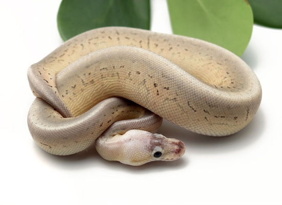 Sterling Pin Ball Python by Dynasty Reptiles