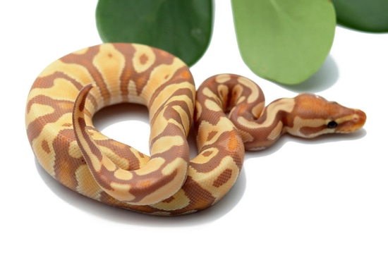 Banana Raven Enchi Ball Python by Dynasty Reptiles