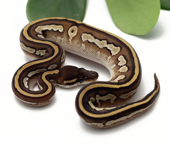 Bongo Mojave Ball Python by Dynasty Reptiles