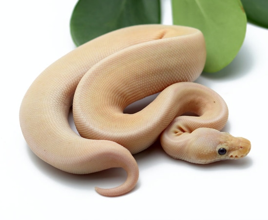 Banana Pewter Blast Ball Python by Dynasty Reptiles