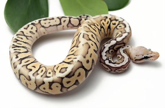 Desert Ghost Super Pastel Spotnose YB Ball Python by Dynasty Reptiles