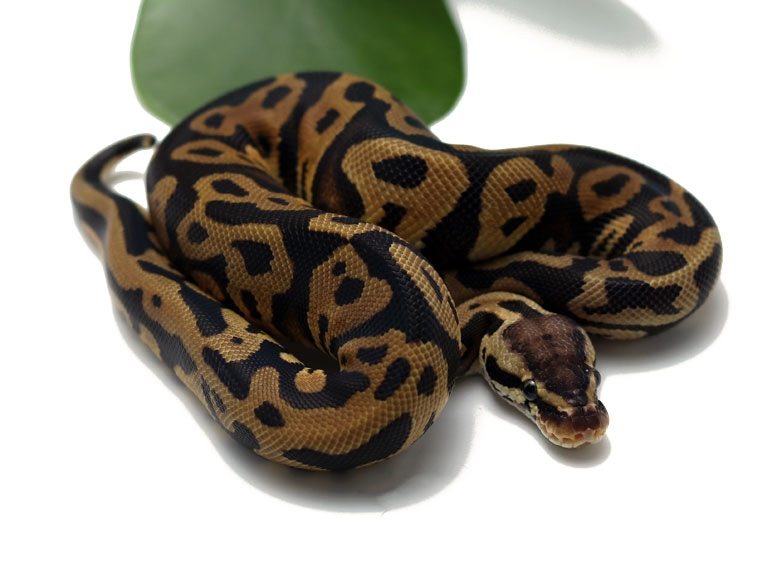 Leopard Pastel Ball Python by Dynasty Reptiles - MorphMarket