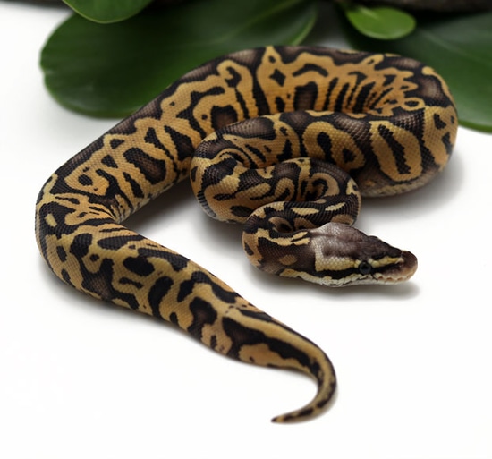 Leopard Super Pastel Ball Python by Dynasty Reptiles