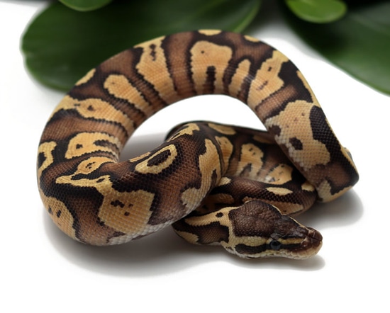 Blackhead Fire Fly Ball Python by Dynasty Reptiles