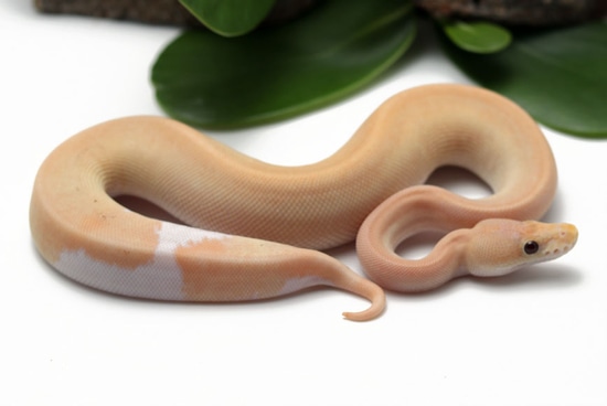 Banana Champagne Cinnamon Ball Python by Dynasty Reptiles