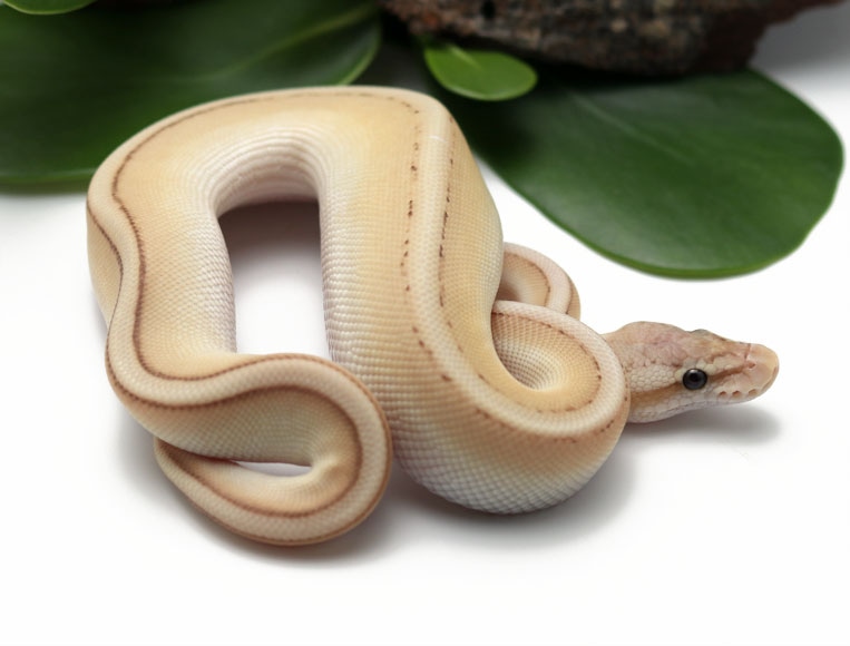 Banana Genetic Stripe Pastel Butter Ball Python by Dynasty Reptiles ...