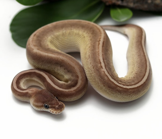 Jigsaw Pewter Ball Python by Dynasty Reptiles
