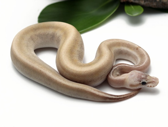GHI Pewter Jigsaw Ball Python by Dynasty Reptiles